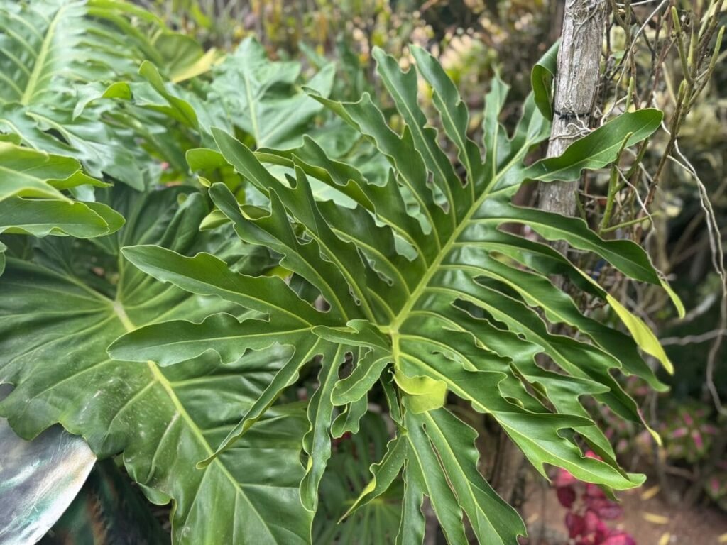 Filodendro Planta: Como Cultivar e Cuidar | Guia Completo 2026 - Casa ...