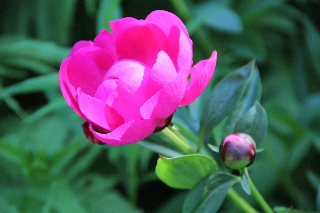 Flor Peônia: Guia Completo para Cultivar, Cuidar e Usar na Decoração ...